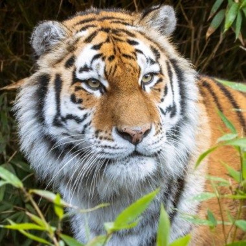 animal world (@animalworlds23) | Snapchat Stories, Spotlight & Lenses