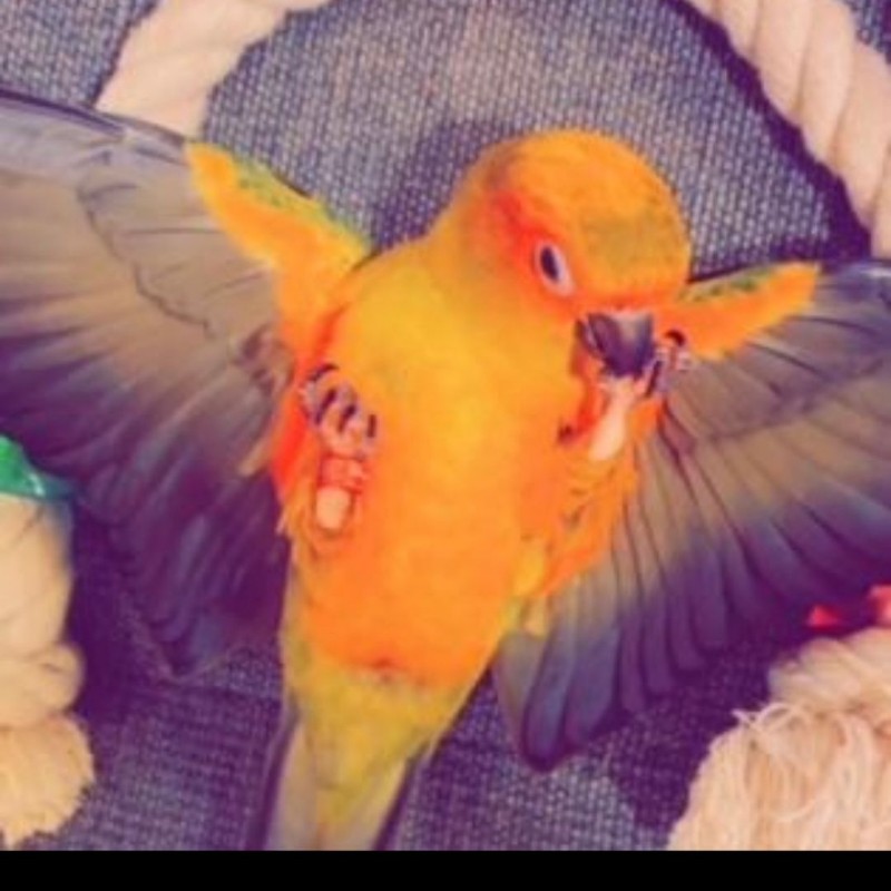 BIRD ISLAND🦜🐦🐣 (@bird-island) | Snapchat Stories, Spotlight & Lenses