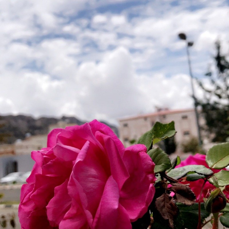 رسائل من ورد 🌸 (@nooni4454) | Snapchat Stories, Spotlight & Lenses