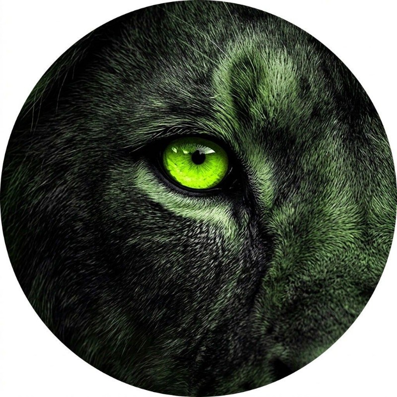 Wildly (@wildly_animals) | Snapchat Stories, Spotlight & Lenses