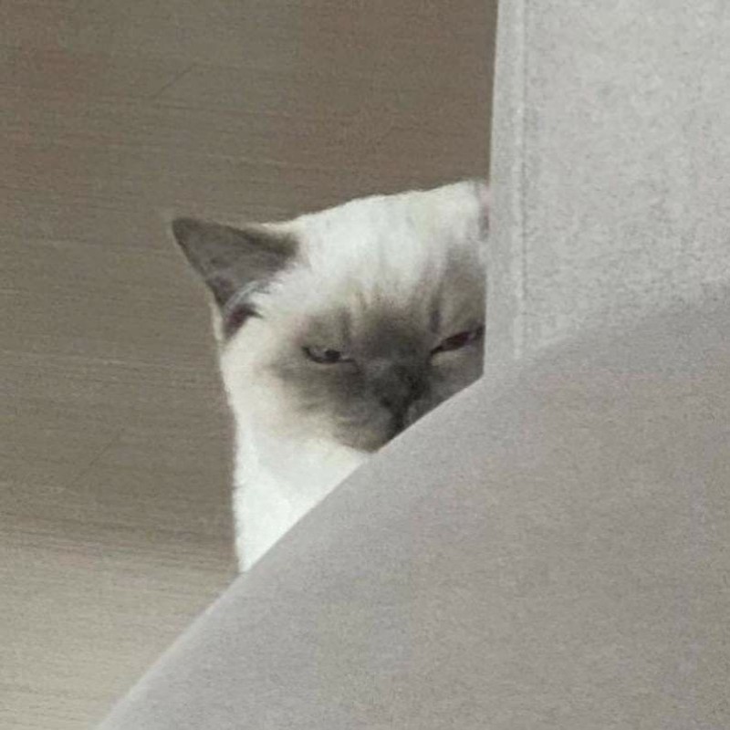 Alicia Meow (@alicia_meoww) | Snapchat Stories, Spotlight & Lenses