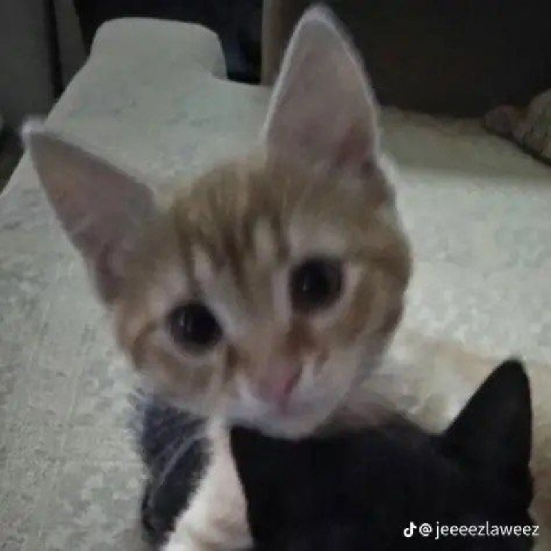 Jeremy Poole(@alphiiiw) | เรื่องราว Snapchat ตลอดจน Spotlight และเลนส์