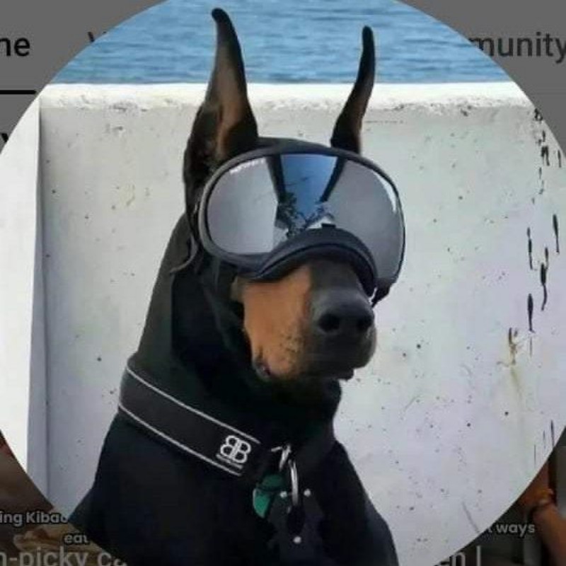 Animal Dairy (@animaldairy) | Snapchat Stories, Spotlight & Lenses