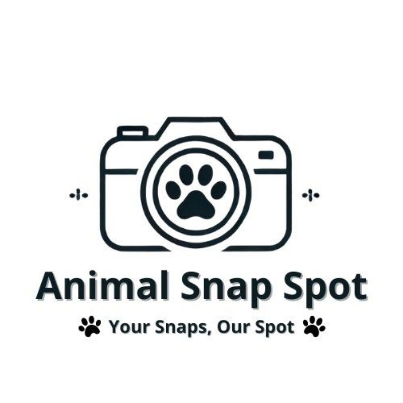 Animal Snap Spot (@animalsnapspot) | Snapchat Stories, Spotlight & Lenses