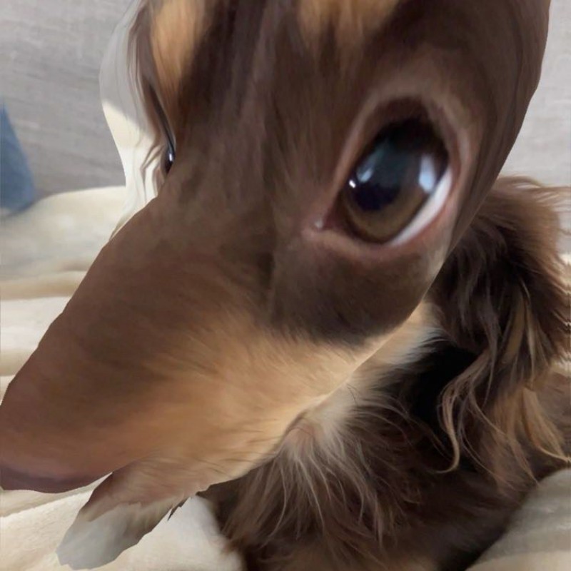 🐆Annie🐆 (@anniebig2024) | Snapchat Stories, Spotlight & Lenses