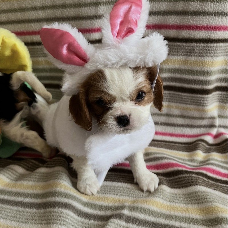 ʕ•ᴥ•ʔ-𝒜𝓇𝒾-𝒸ℴ𝓇ℯ-ʕ•ᴥ•ʔ (@ari-core) | Snapchat Stories, Spotlight & Lenses