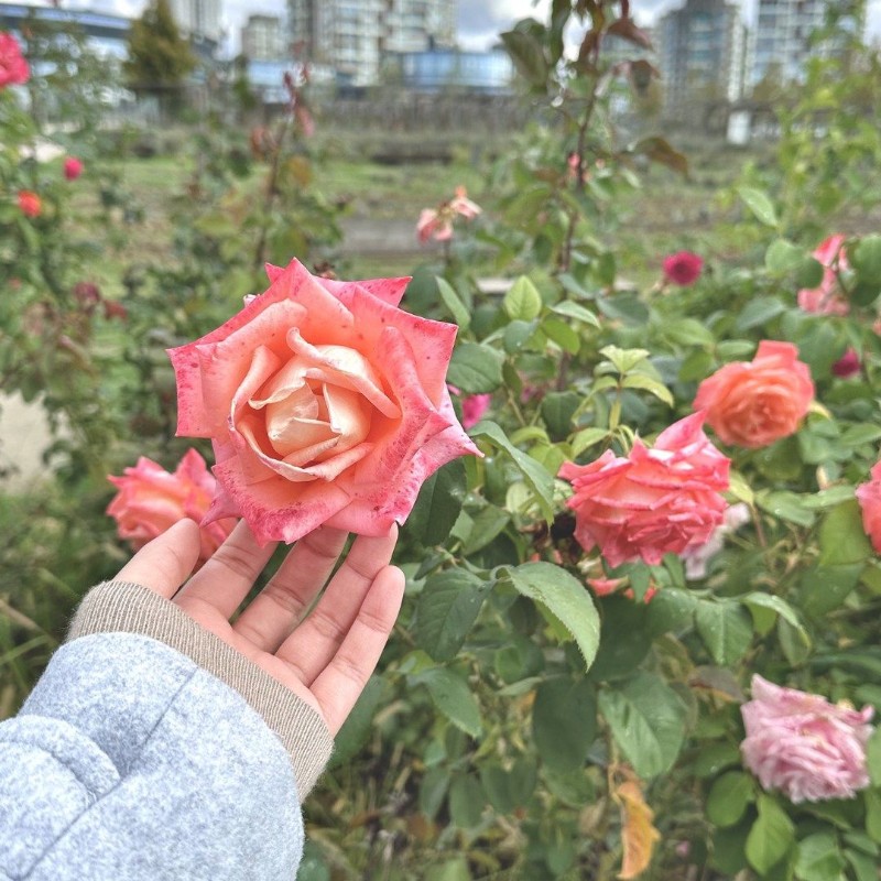 خُلود 🌷 (@as_khulud) | Snapchat Stories, Spotlight & Lenses