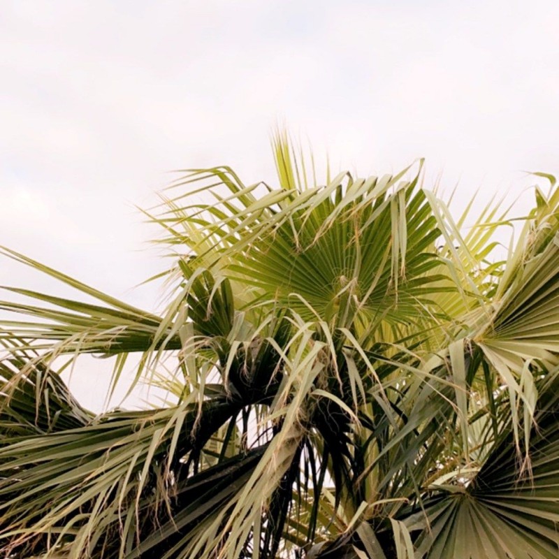 عبدالعزيز بن عبدالله 🇸🇦🏅 (@azooz-3006) | Snapchat Stories, Spotlight ...