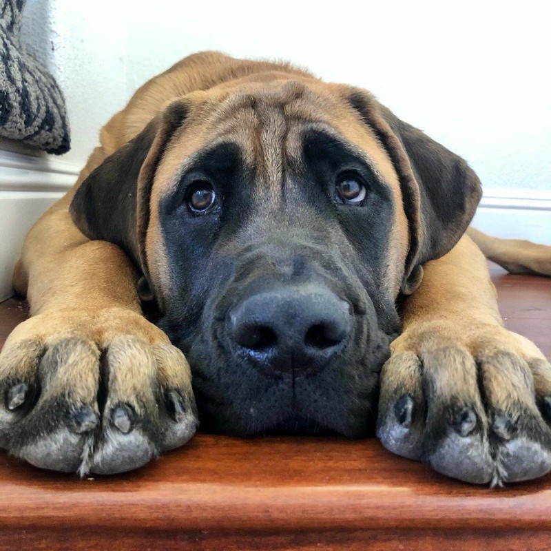Bowser The Giant Mastiff (@bowserthegiant) | Snapchat Stories ...