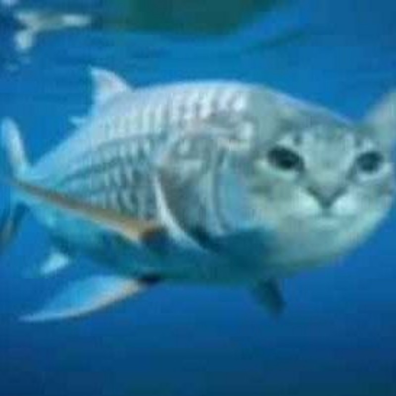 A Catfish (@bradenstahlbusc) | Snapchat Stories, Spotlight & Lenses