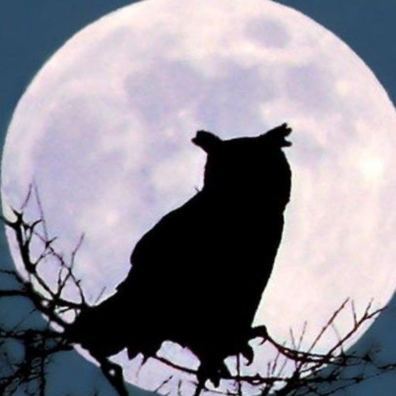 𝐑𝐞𝐳𝐡𝐮𝐚𝐧 𝐧𝐚𝐰𝐳𝐚𝐝⭐️ (@bullet-9) | Snapchat Stories, Spotlight & Lenses