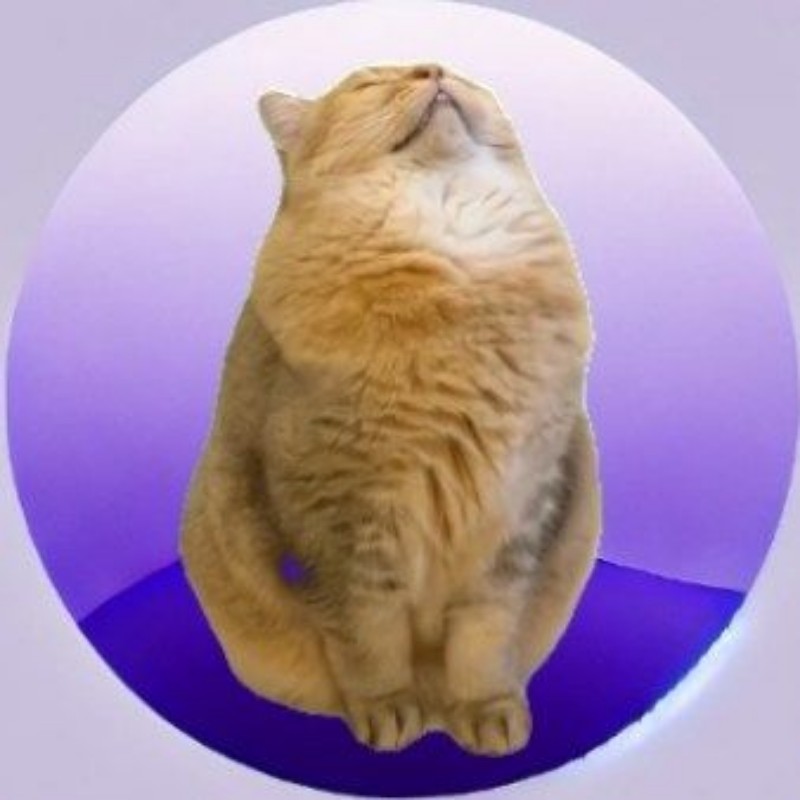 Cat Memes Shorts (@catmemesshorts) | Snapchat Stories, Spotlight & Lenses