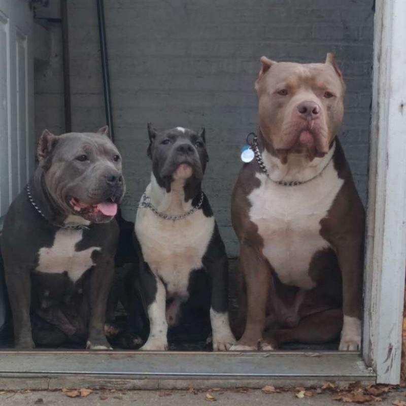 Chicago Bully Department (@chibullydept) | Snapchat Stories, Spotlight ...