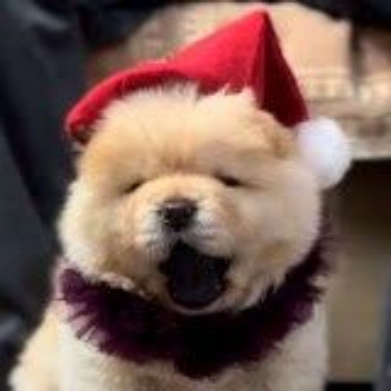 Chow Chow (@chow9617) | Snapchat Stories, Spotlight & Lenses