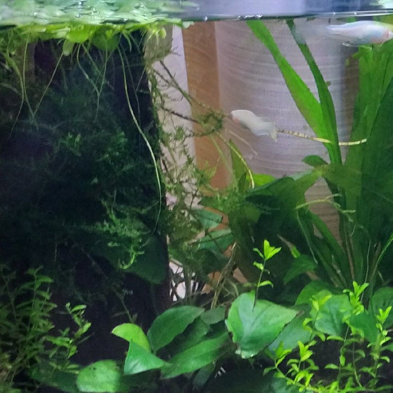 Ck Obayashi (@ck_obayashi) | Snapchat Stories, Spotlight & Lenses