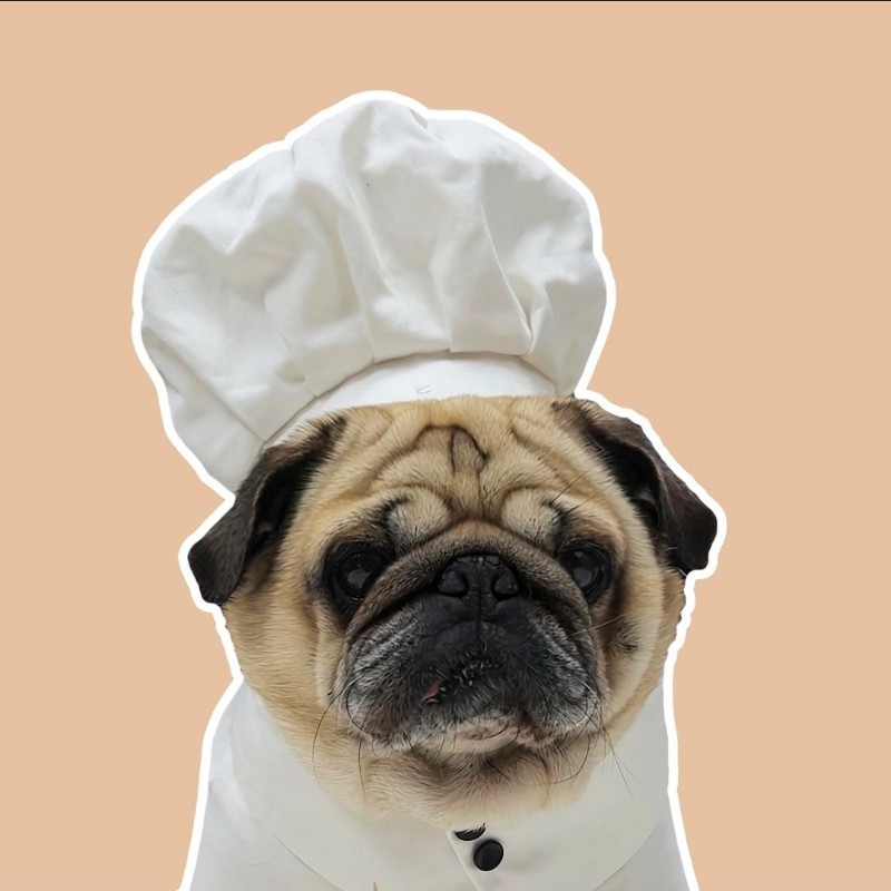 Cooking Pug (@cookingpug) | Snapchat Stories, Spotlight & Lenses