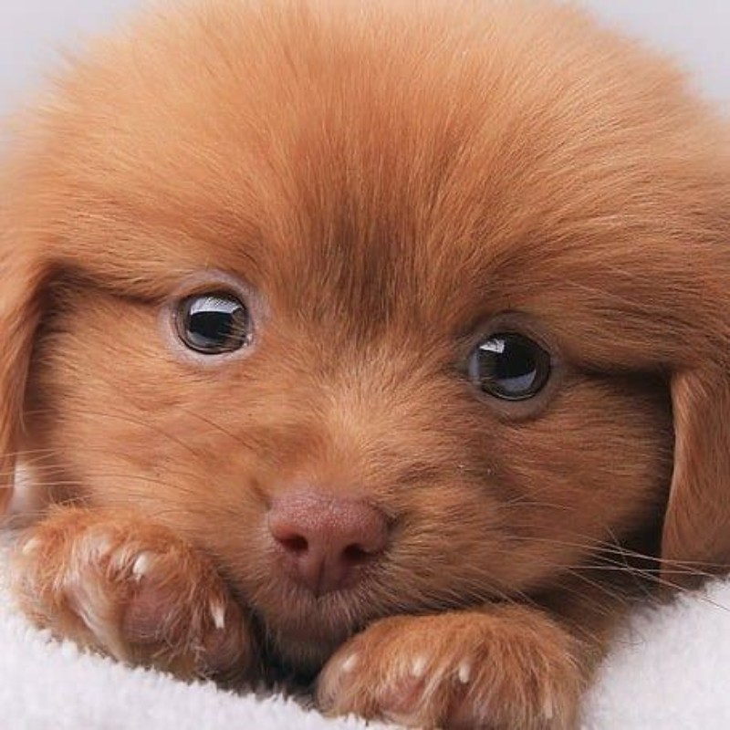 Cute Dog's (@cute.dogs0) | Snapchat Stories, Spotlight & Lenses