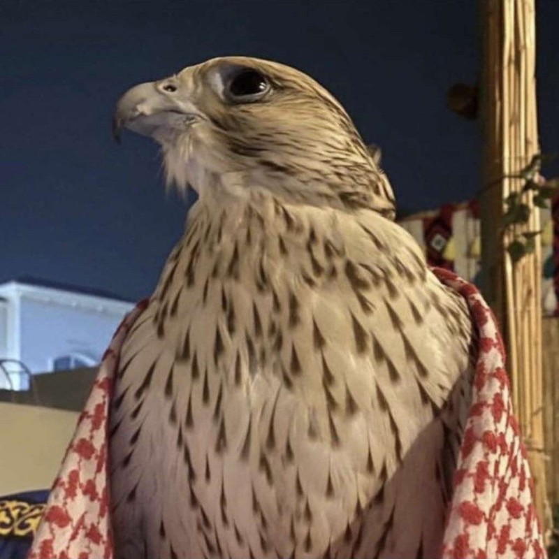 معكاز (@df.b) | Snapchat Stories, Spotlight & Lenses