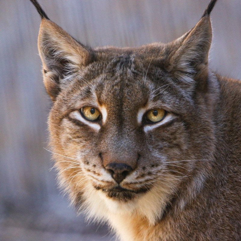 Explore Animals (@exploreanimals) | Snapchat Stories, Spotlight & Lenses