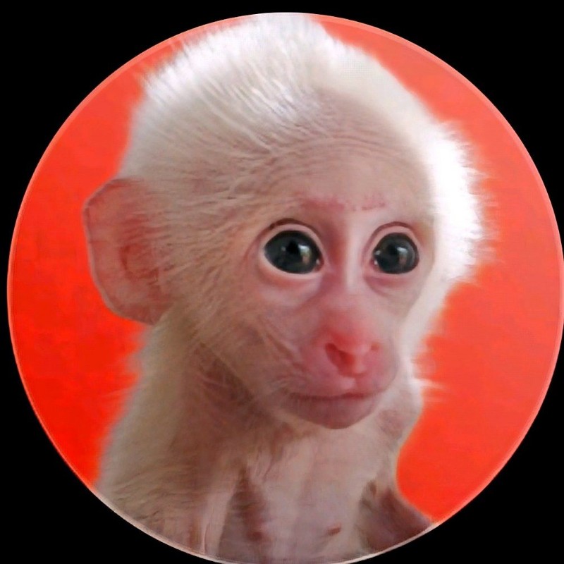 Family Monkey Moon (@familymonke2025) | Snapchat Stories, Spotlight ...