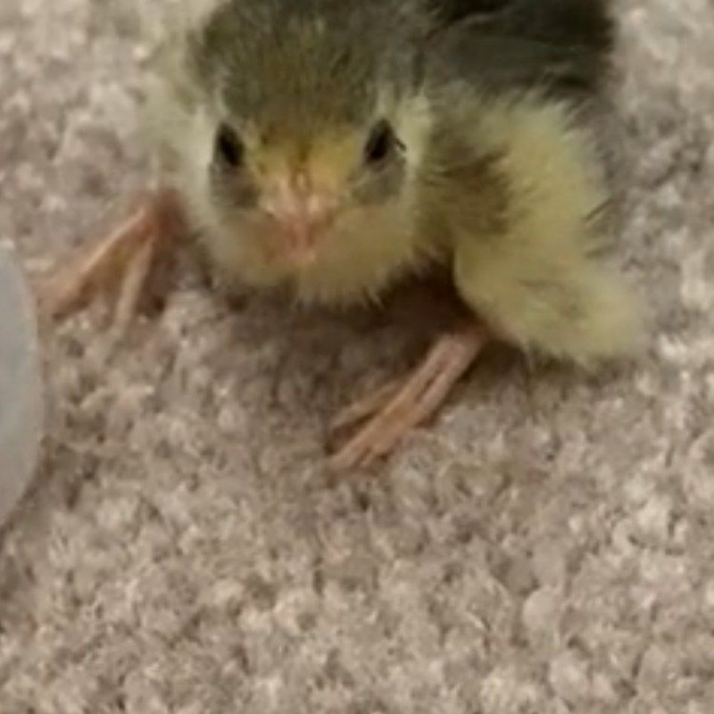 Fathen-farms (@fathenfarms) | Snapchat Stories, Spotlight & Lenses