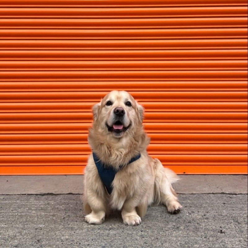 funny pets (@funny.pet01) | Snapchat Stories, Spotlight & Lenses