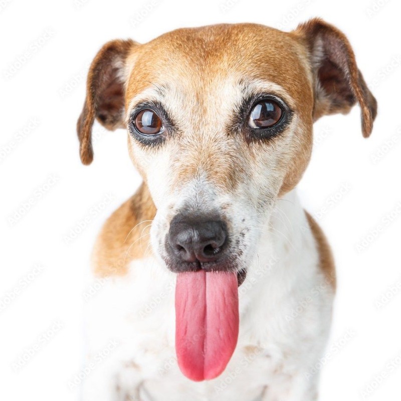 Funny Animals (@funnyanimalsxd) | Snapchat Stories, Spotlight & Lenses