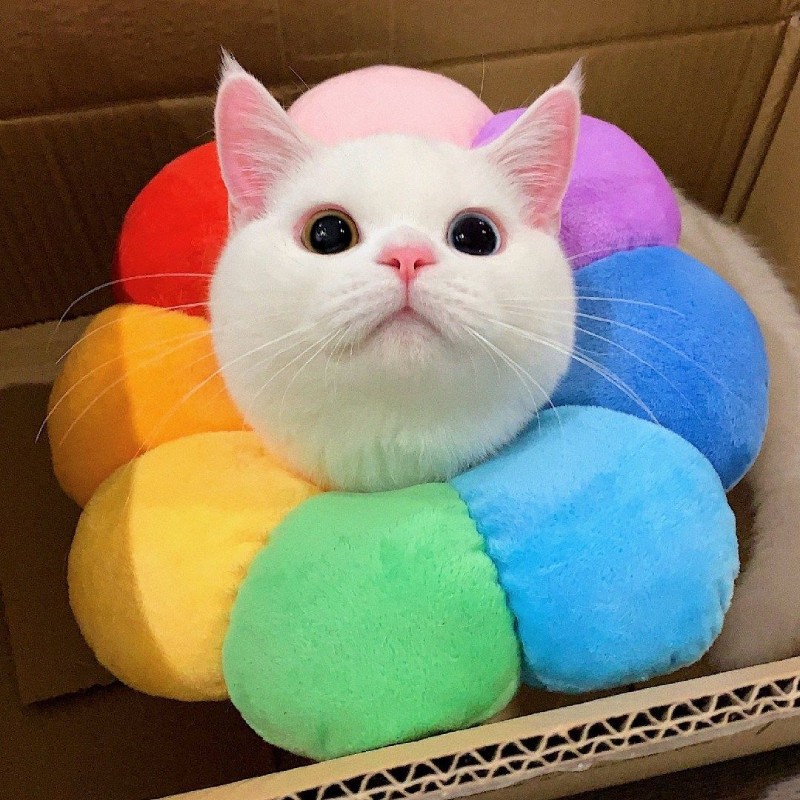 Funny Kittens 😹😻 (@funnykittenssnp) | Snapchat Stories, Spotlight & Lenses