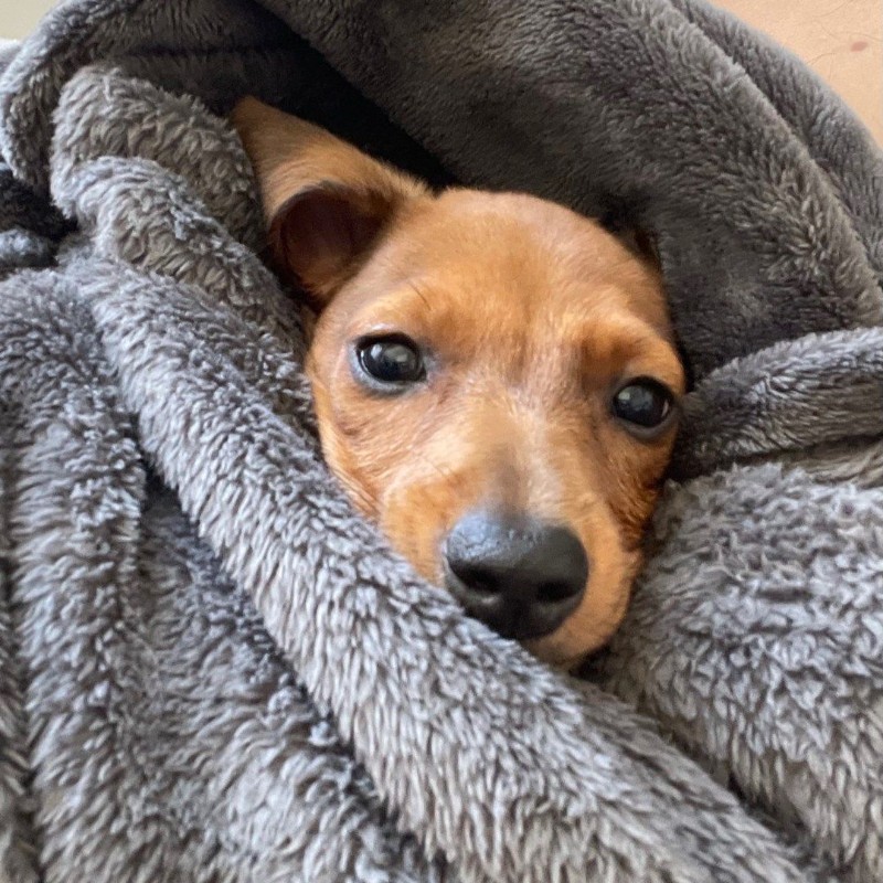 Gary (@garytheweenie) | Snapchat Stories, Spotlight & Lenses