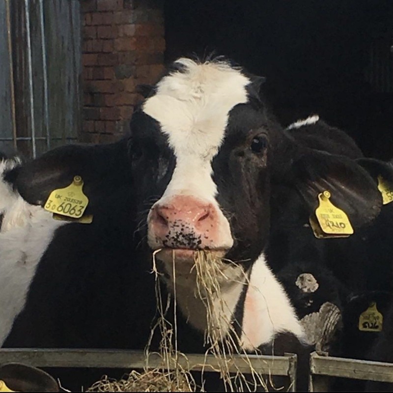 Goat_Queenbee (@goat_queen24) | Snapchat Stories, Spotlight & Lenses