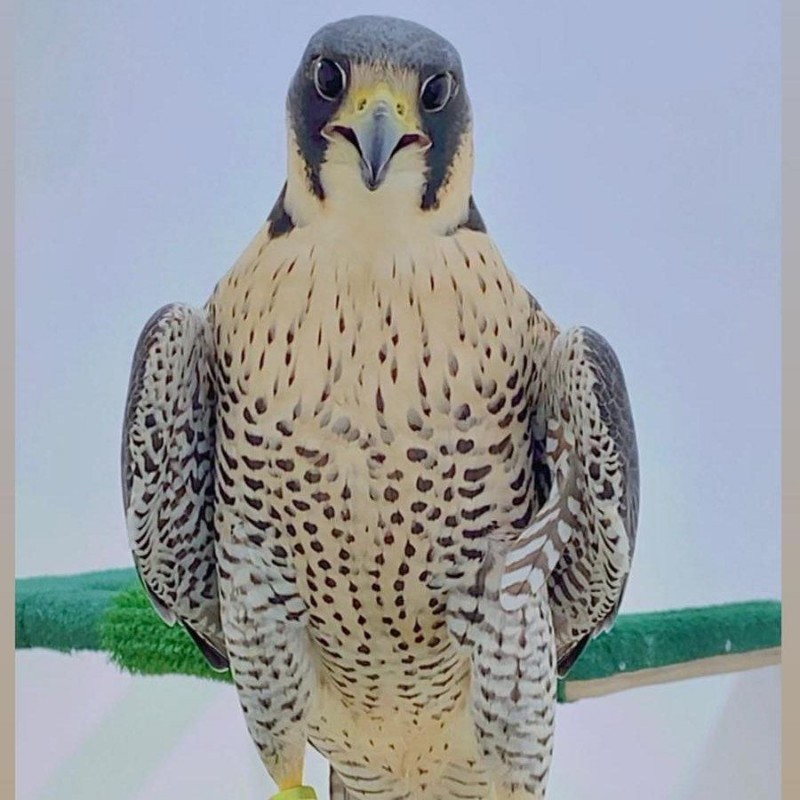 ﮼مشعوف (@hamad_almaari) | Snapchat Stories, Spotlight & Lenses