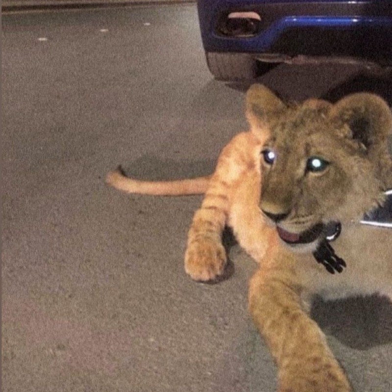 SA3POLA🦂🔥 (@hamade_alms7ete) | Snapchat Stories, Spotlight & Lenses