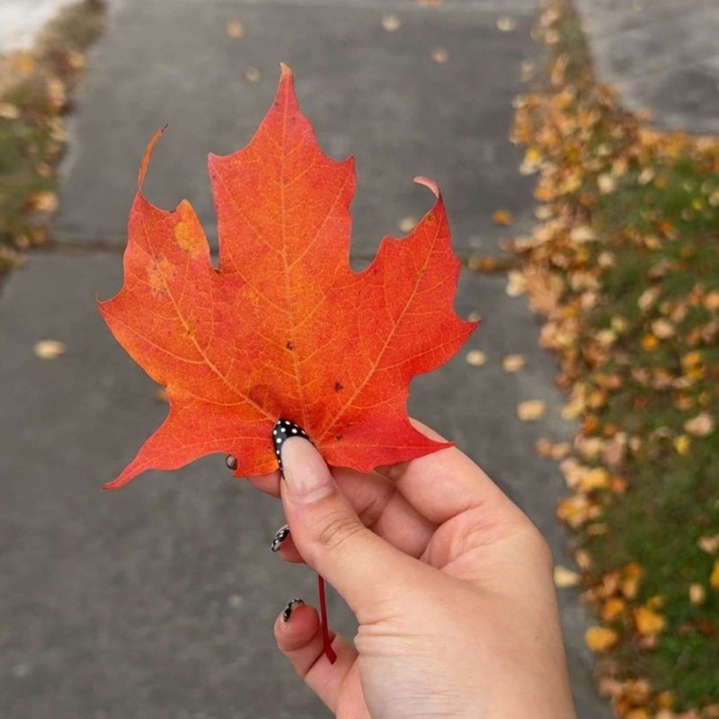 🍁hannu cheema🍁 (@hannu_cheema01) | Snapchat Stories, Spotlight & Lenses