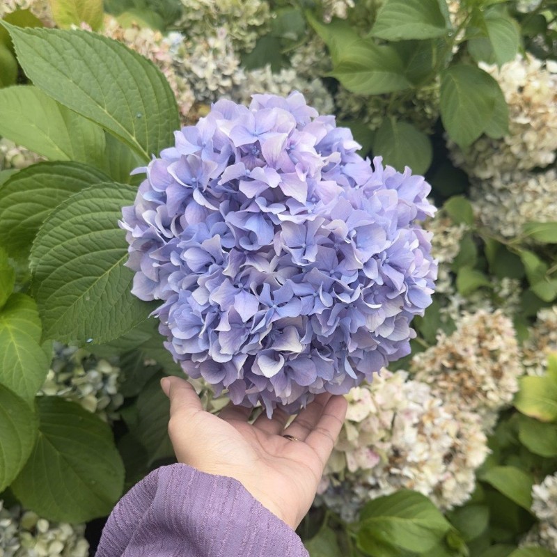 يوميات هيوون (@haya_rose2025) | Snapchat Stories, Spotlight & Lenses