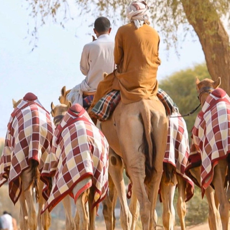 🌟 ( سناب عالم الهجن الرسمي ) (@hejen_233) | Snapchat Stories, Spotlight ...