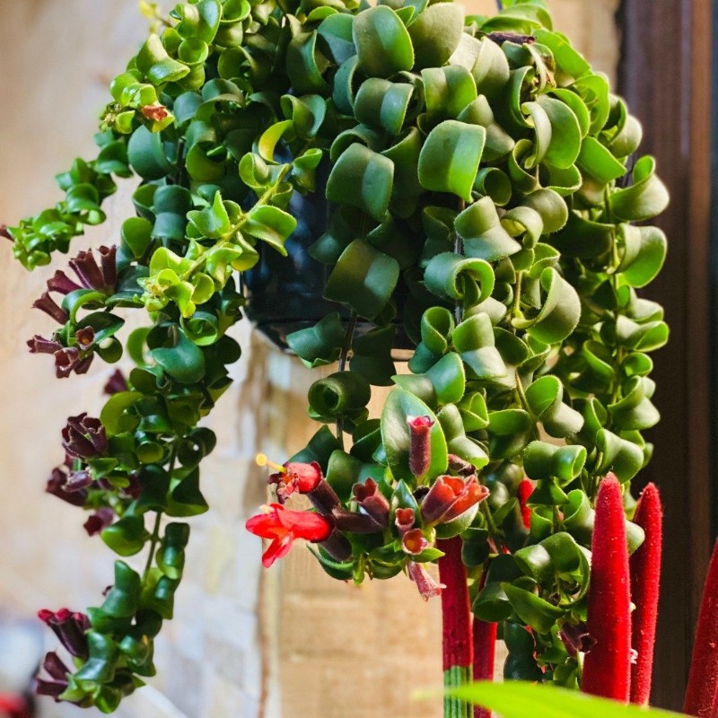 Shayma🌹لەکەلار (@homeby_shayma) | Snapchat Stories, Spotlight & Lenses