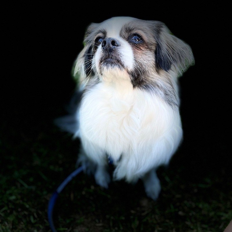 Daniel Hansen (@hundentimon) | Snapchat Stories, Spotlight & Lenses