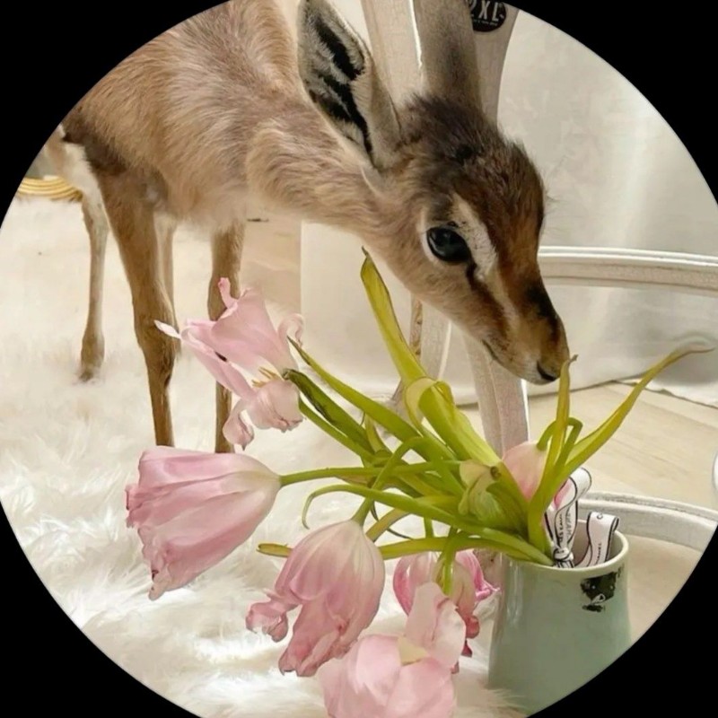 أفنـان المالكـي | الطائف (@iafnan-23) | Snapchat Stories, Spotlight & Lenses