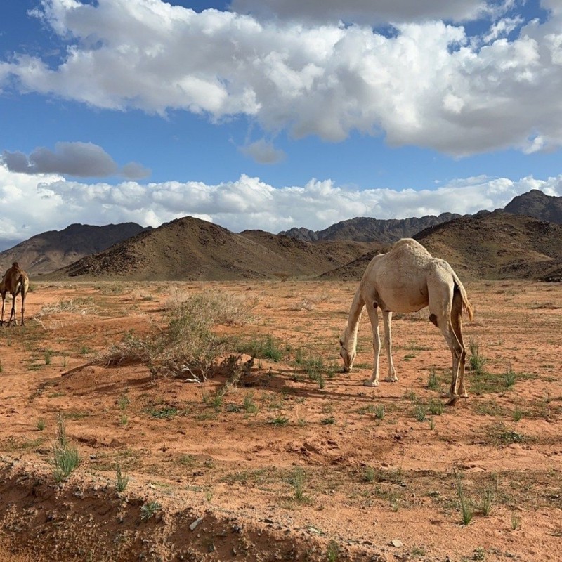 𝙵𝙰𝙸𝚂𝙰𝙻♯ (@ic_v3) | Snapchat Stories, Spotlight & Lenses