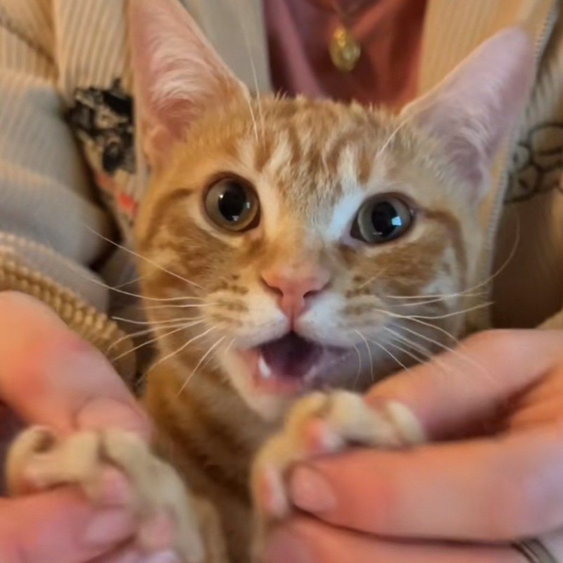 Freddy The Cat (@jason_lens1) | Snapchat Stories, Spotlight & Lenses