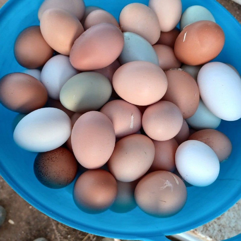 Jolly Folly Farm (@jollyfollyfarm) | Snapchat Stories, Spotlight & Lenses