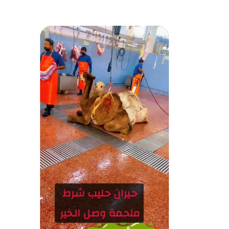 مؤسسه وصل الخير للحوم (@k.alwadi) | Snapchat Stories, Spotlight & Lenses