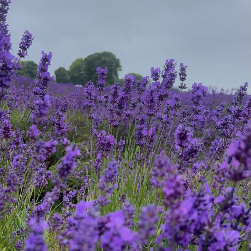 شركه الحربي للسياحه في لندن🇬 (@london_tour) | Snapchat Stories ...