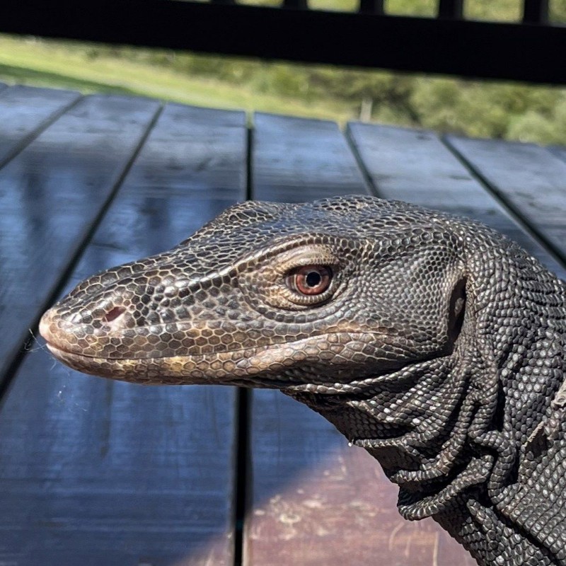 Duo Maxwell (@lookatmylizards) | Snapchat Stories, Spotlight & Lenses