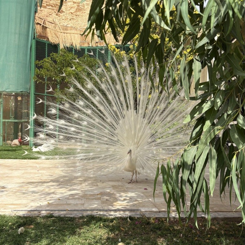 ~ 🦋Manal Garden🪴🦚~ (@manalgarden) | Snapchat Stories, Spotlight & Lenses