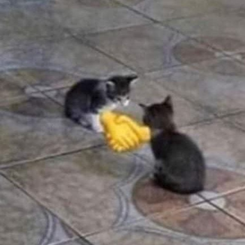 😺Mittens😺 (@master_mittens) | Snapchat Stories, Spotlight & Lenses