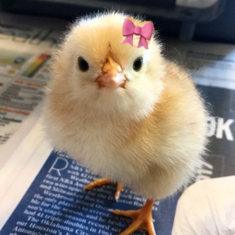 MEME GURU 🎀 (@meme9uru) | Snapchat Stories, Spotlight & Lenses