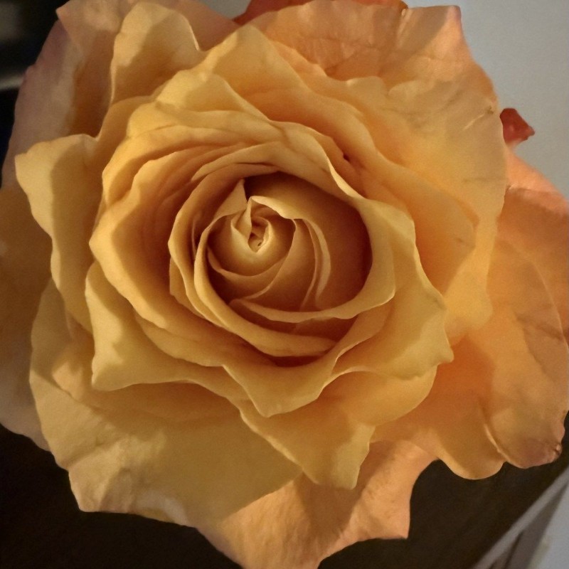 Meme George (@meme_george2024) | Snapchat Stories, Spotlight & Lenses