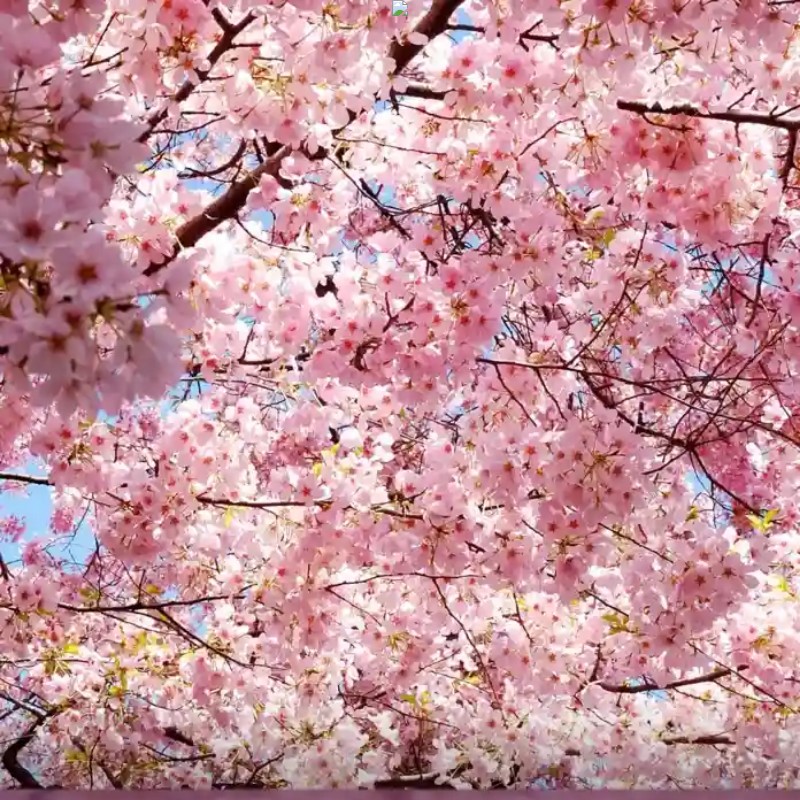 فوز💞 (@mini_blogger) | Snapchat Stories, Spotlight & Lenses