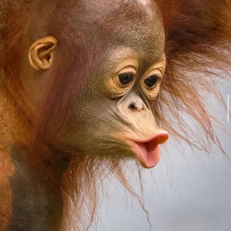 Monkeys Daily 🐒 (@monkeys.247) | Snapchat Stories, Spotlight & Lenses